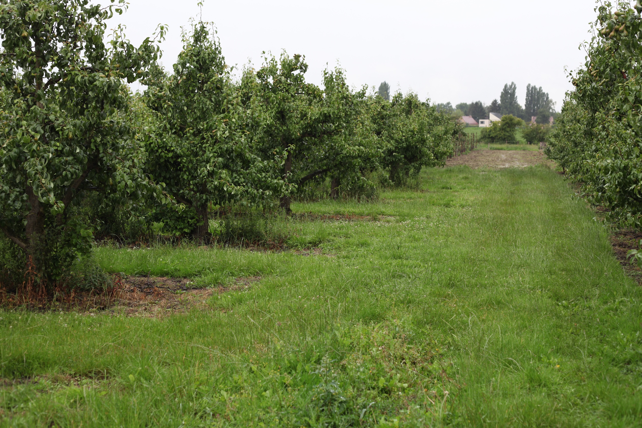 Drone Based Flower Count In Fruit Orchards